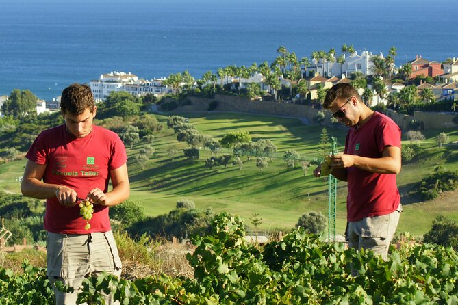 Manilva Oceanfront Wine Experience in the Marbella Area - What to Expect During the Tour
