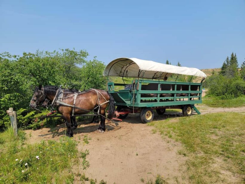 Manitoba: Horse-Drawn Wagon Ride in Spruce Woods Park - A Comprehensively Detailed Look at the Wagon Ride Experience