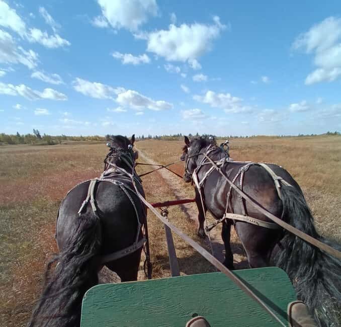 Manitoba: Horse-Drawn Wagon Ride in Spruce Woods Park - Practical Tips for Your Visit