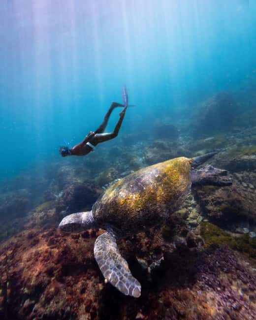 Manly: Beginner Freediving: Breath-Hold & Ocean Exploration - An Honest Look at the Freediving Experience in Manly