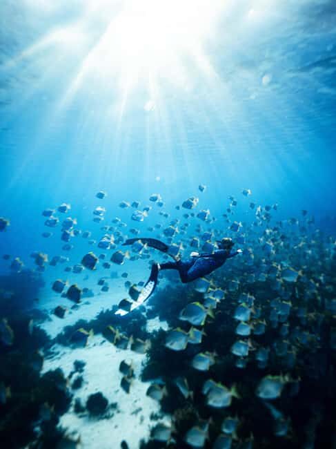 Manly: Beginner Freediving: Breath-Hold & Ocean Exploration - Why This Tour Is a Good Value