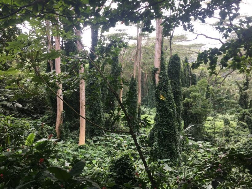 Manoa Falls eBike to Hike - Final Thoughts: Is This Tour for You?