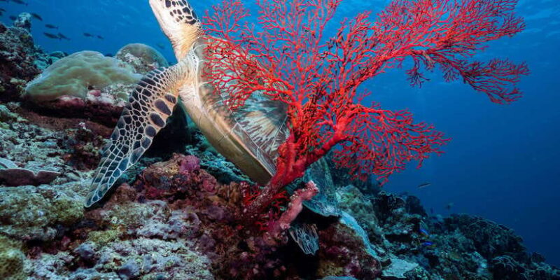Manta Dive Gili Trawangan: Discover Scuba Diving - What Makes This Experience Stand Out