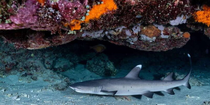 Manta Dive Gili Trawangan: Discover Scuba Diving - Practical Tips for Participants