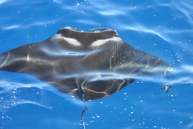 Manta Mania - Manta Ray Night Snorkel - Small-Group Experience In Kona, Hawaii - What’s Included and What to Expect