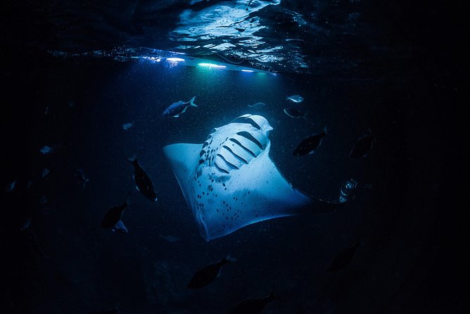 Manta Mania - Manta Ray Night Snorkel - Small-Group Experience In Kona, Hawaii - The Experience: From Lights to Snorkel