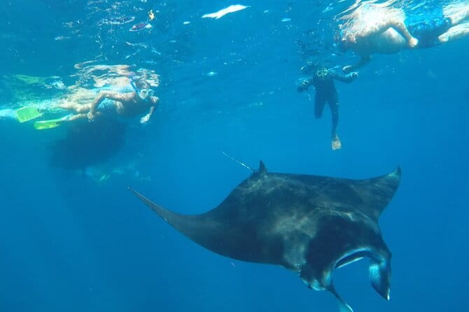 Manta Point Snorkeling & West Nusa Penida Island Day Tour - The Sum Up