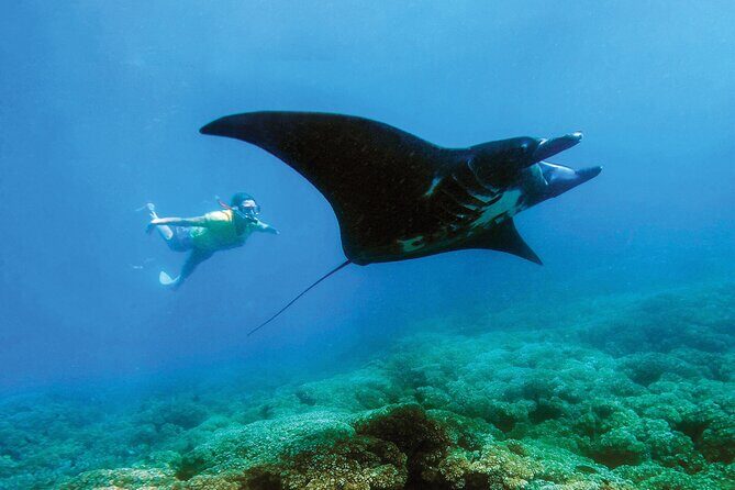 Manta Ray Experience - The Sum Up