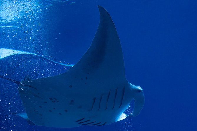 Manta Ray Night Snorkel at Kona, Big Island - How It Compares to Other Hawaiian Tours