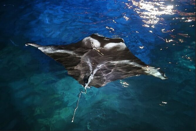 Manta Ray Night Snorkel Experience of a Lifetime - What to Expect: A Typical Night on the Water