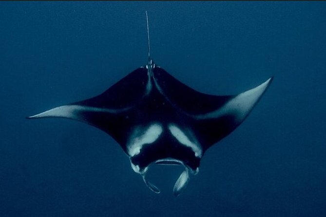 Manta Ray Night Snorkel Experience of a Lifetime - The Value and Pricing Analysis