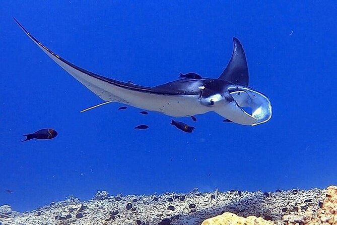 Manta Ray Night Snorkel Experience of a Lifetime - Who Is This Tour Best For?