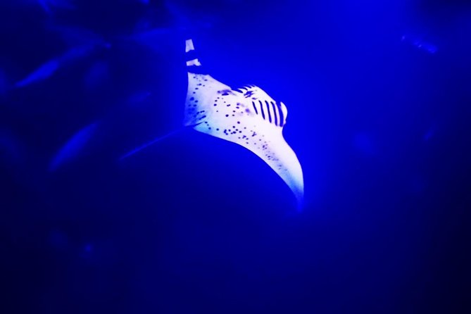 Manta Ray Night Snorkel in Kona - The Crew and Service