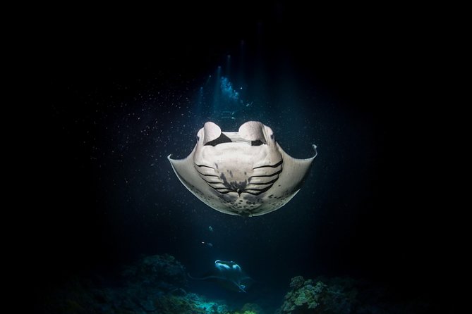 Manta Ray Night Snorkel Tour from Kona - The Cost and Value