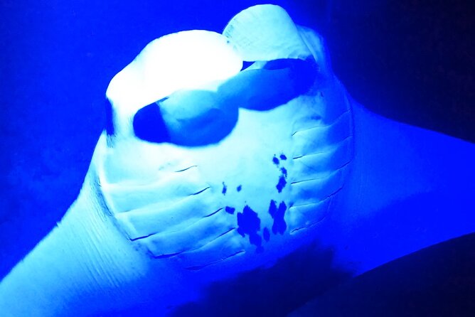 Manta Ray Night Snorkeling Adventure in Kailua-Kona - Final Thoughts