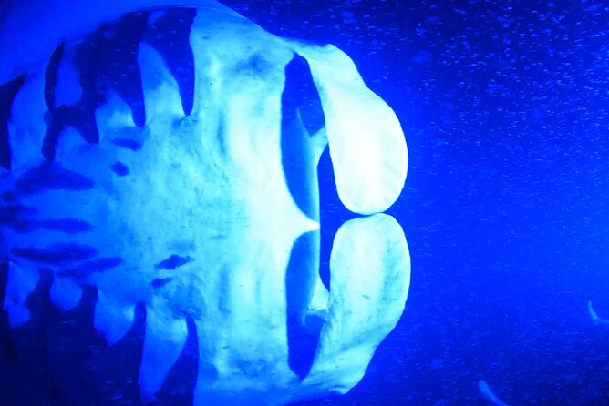 Manta Ray Night Snorkeling Adventure in Kailua-Kona - FAQ