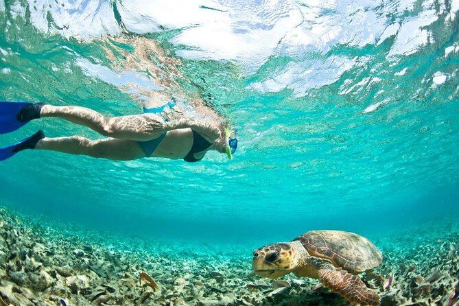 Manta Ray Snorkel Experience - Introduction