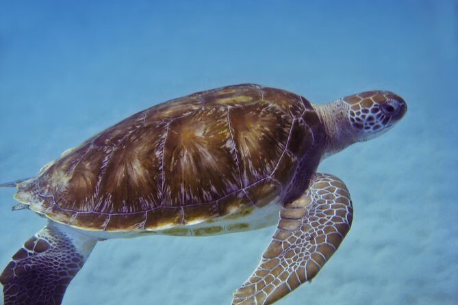 Manta Ray Snorkel Experience - The Sum Up
