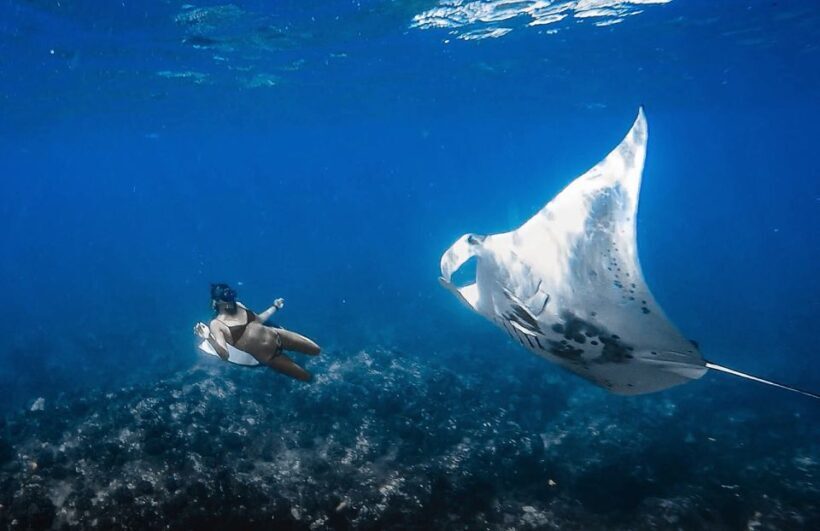 Manta Ray Snorkel in Kailua-Kona with Hot Cocoa - What to Expect from the Manta Ray Snorkel Tour