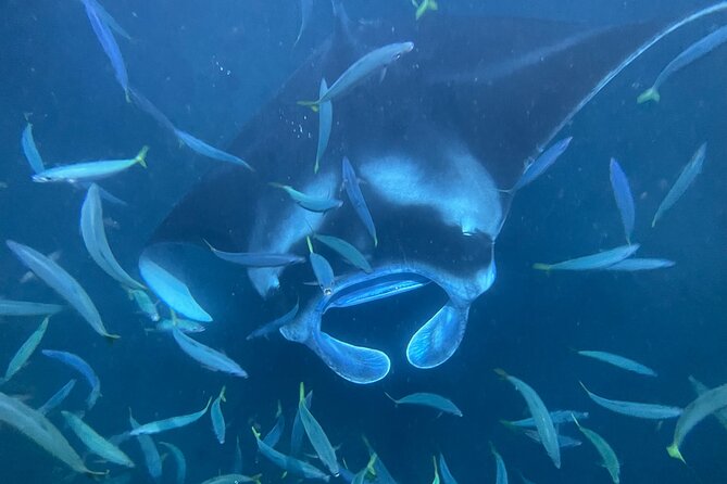 Manta Ray Snorkeling by Night in Kailua-Kona, Hawaii - Practical Details and Considerations