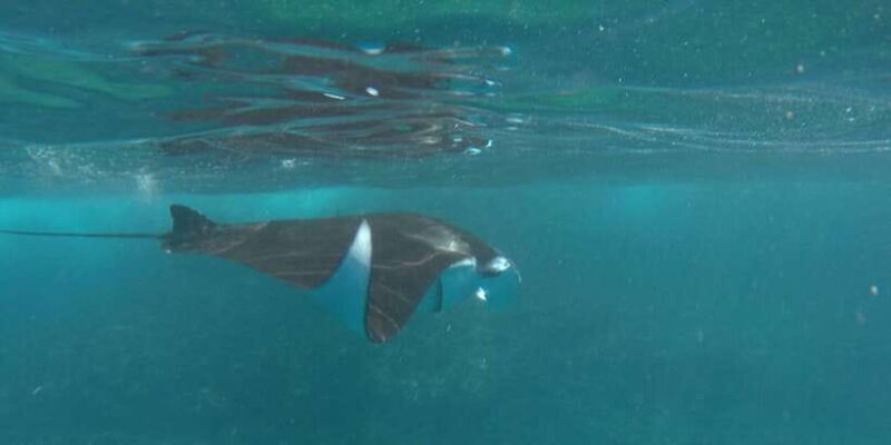 Manta Tour in Nusa Lembongan and Nusa Penida - Key Points