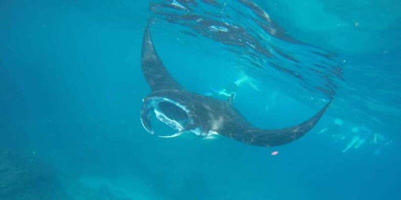 Manta Tour in Nusa Lembongan and Nusa Penida - The Practicalities: What It’s Like on the Ground