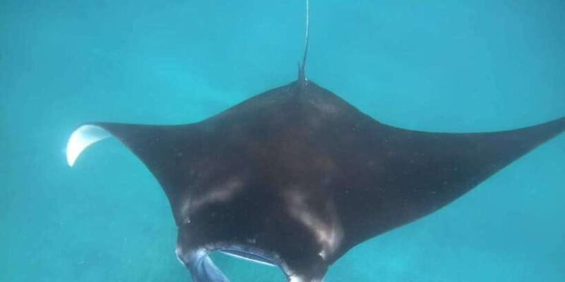 Manta Tour in Nusa Lembongan and Nusa Penida - What Travelers Are Saying