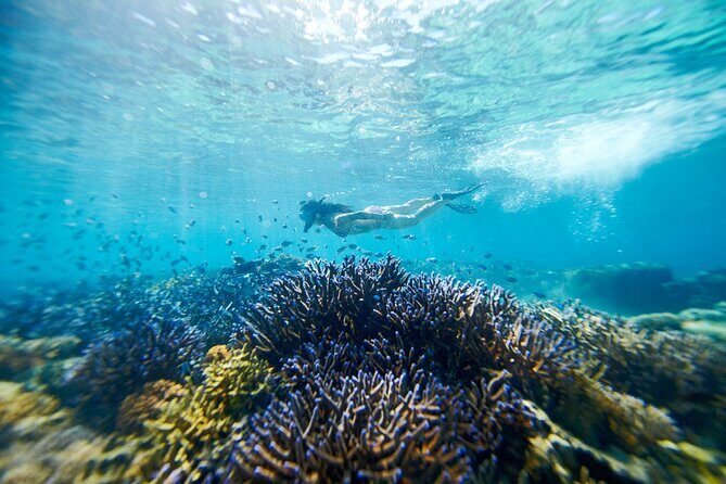 Mantaray Island Day Trip with Lunch - Key Points