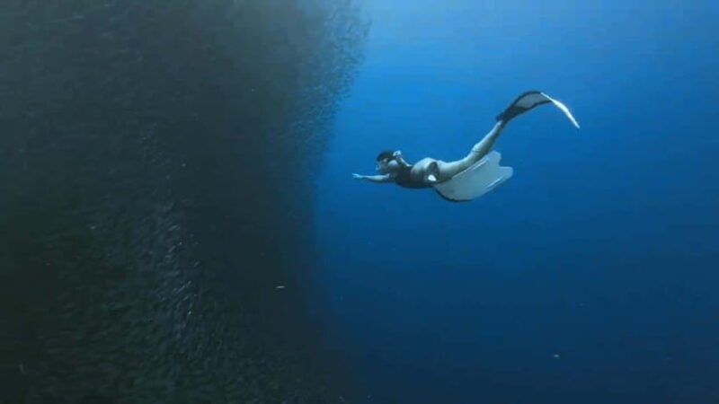 Mantayupan Falls & Moalboal: Snorkeling & Sardine Run Tour - The Transition to Marine Adventures