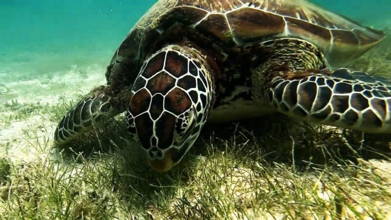 Mantayupan Falls & Moalboal: Snorkeling & Sardine Run Tour - Witnessing the Sardine Run