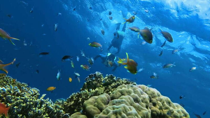 Mantayupan Falls & Moalboal: Snorkeling & Sardine Run Tour - The Value of This Tour