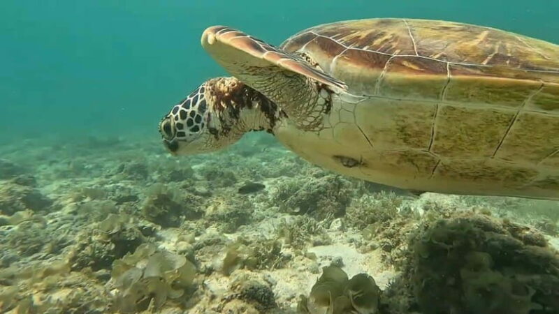 Mantayupan Falls & Moalboal: Snorkeling & Sardine Run Tour - FAQs