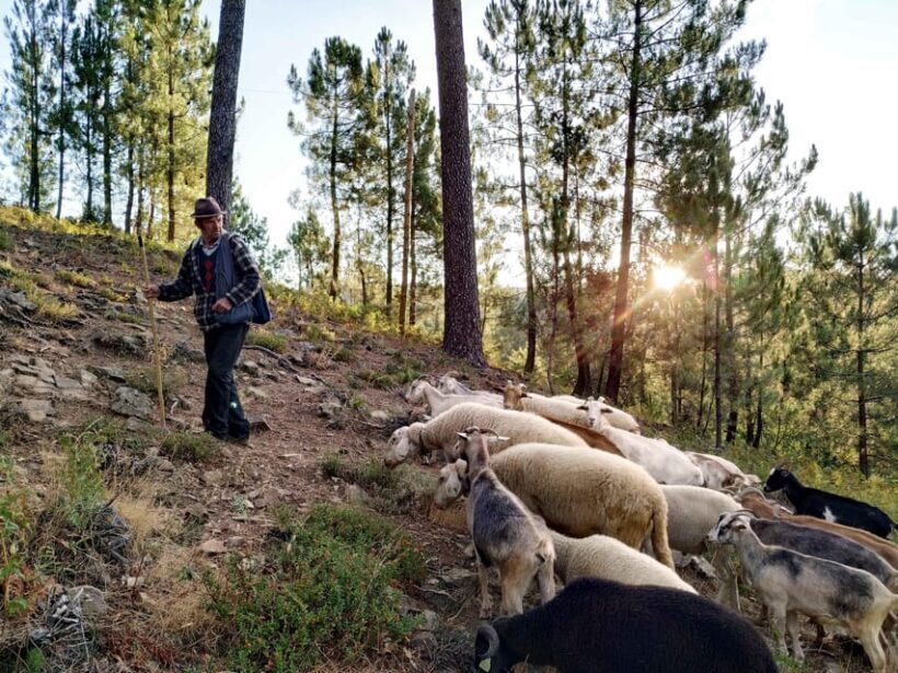 Manteigas: Serra da Estrela Shepherd Path Hike with Shepherd - Key Points