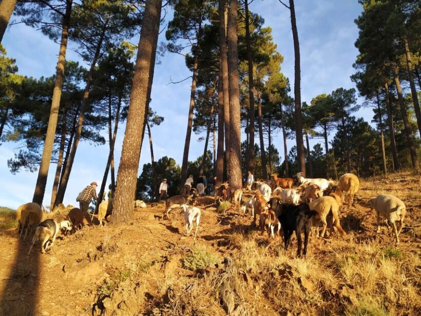 Manteigas: Serra da Estrela Shepherd Path Hike with Shepherd - What Makes This Tour Stand Out?