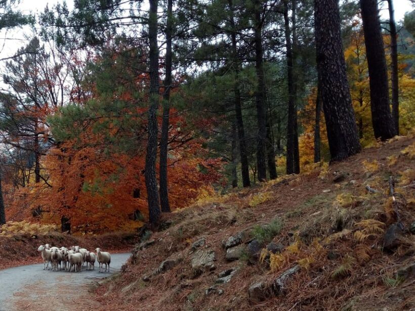 Manteigas: Serra da Estrela Shepherd Path Hike with Shepherd - The Sum Up: Who Should Try This?