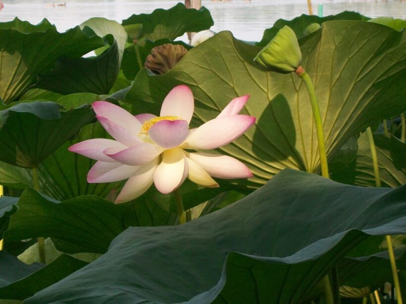 Mantua: Lake Superior among the Lotus flowers - An In-Depth Look at the Tour Experience