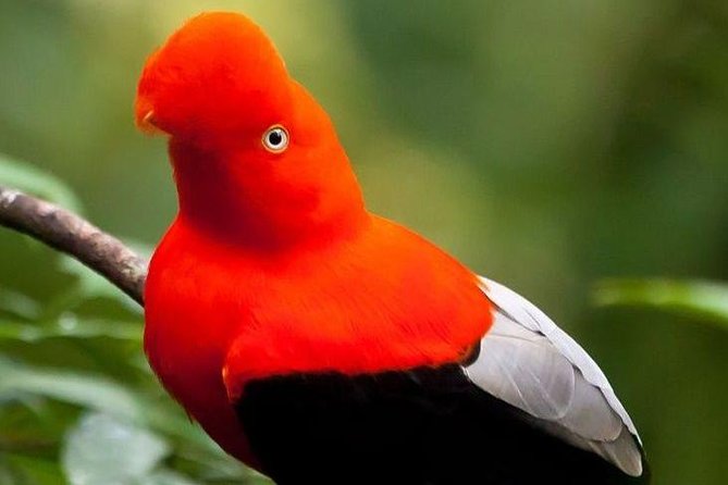 Manu Adventure (4 Days) - Inclusions