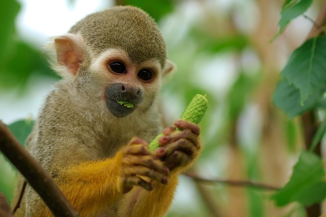 Manu Adventure (4 Days) - Important Information