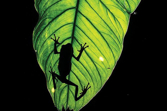 Manu Adventure (4 Days) - Exploring the Amazon Rainforest