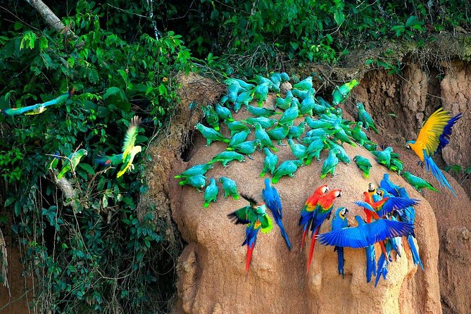 Manu National Park Tour 4days/3night - Private Guide and Equipment