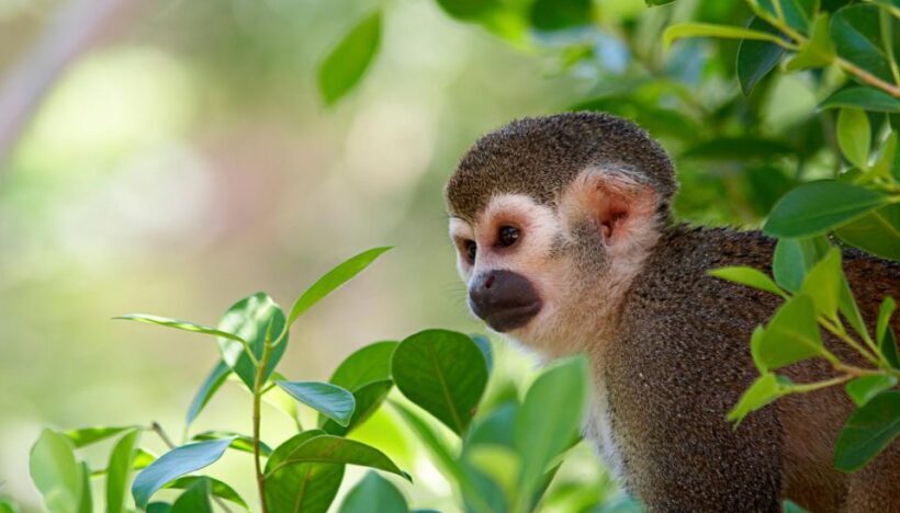 Manu National Park Tours from Cusco 5 Days - Who Should Consider This Tour?