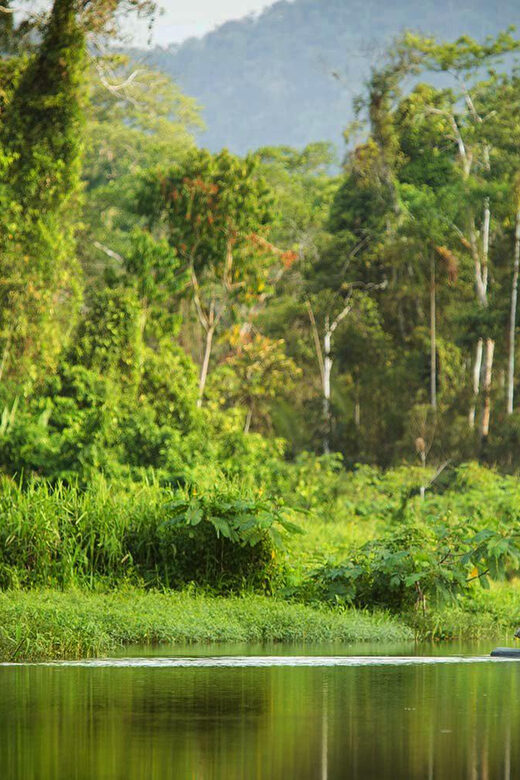 Manu National Reserve 5D | Pusharo Petroglyphs | - Key Points