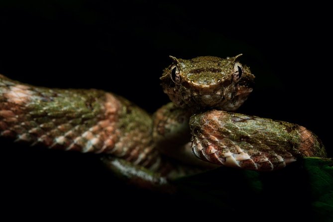 Manuel Antonio Herping Night Tour (Reptiles and Amphibians) - Meeting and Pickup Information