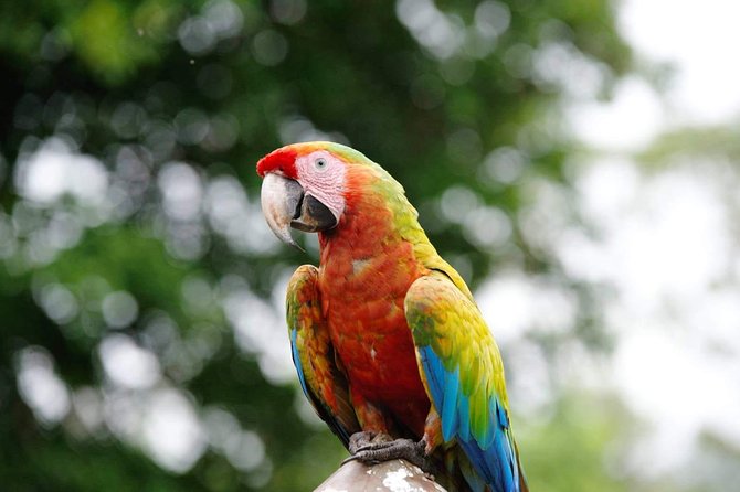 Manuel Antonio National Park; Beach & Sightseeing Day Trip From San Jose - Itinerary and Activities