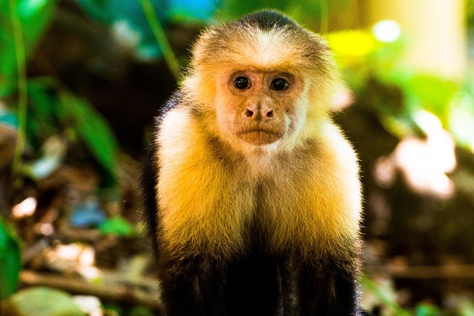 Manuel Antonio National Park, PRIVATE Day Tour From Jaco - Inclusions and Pricing