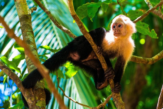 Manuel Antonio National Park, PRIVATE Day Tour From Jaco - Why Choose This Tour?