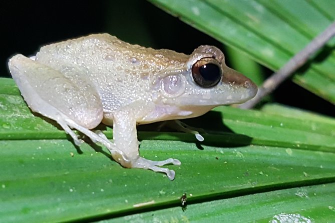 Manuel Antonio Night Tour - Destination Details