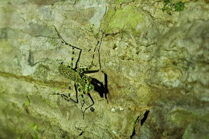 Manuel Antonio Night Tour - Packing and Preparation