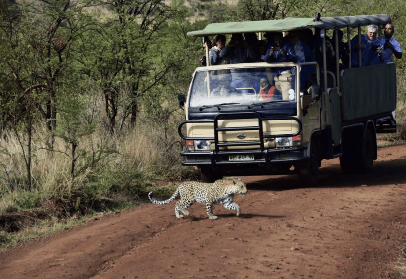 Manyane: 6HGame Drive with Lunch - How Does It Compare to Similar Experiences?