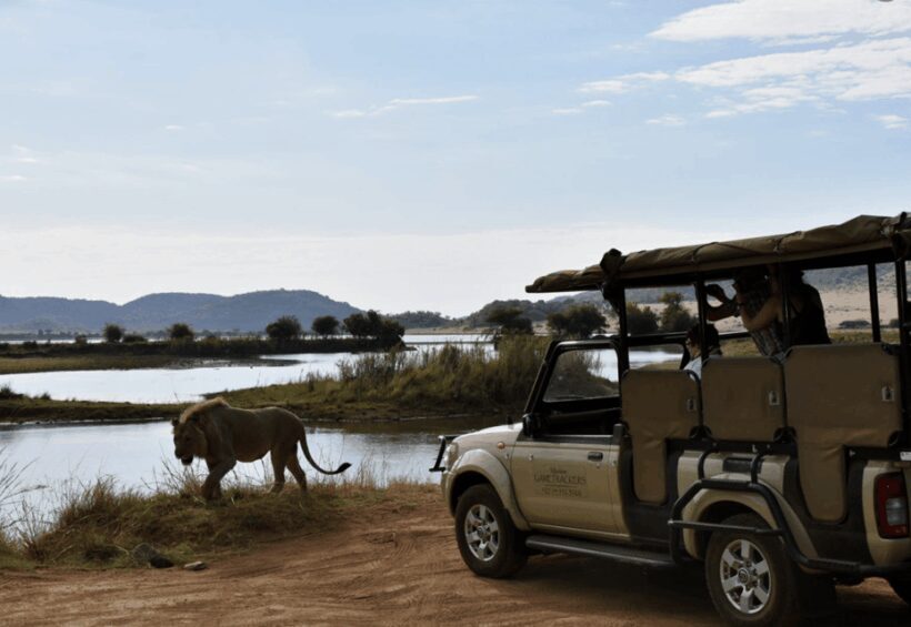 Manyane: 6HGame Drive with Lunch - The Sum Up: Is This Safari for You?